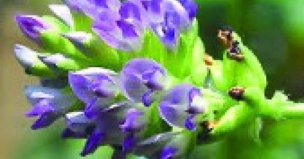 Bakuchiol Extract